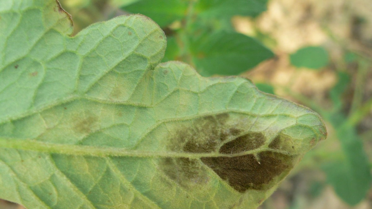 Cladosporiosi - BASF Agricultural Solutions Italia