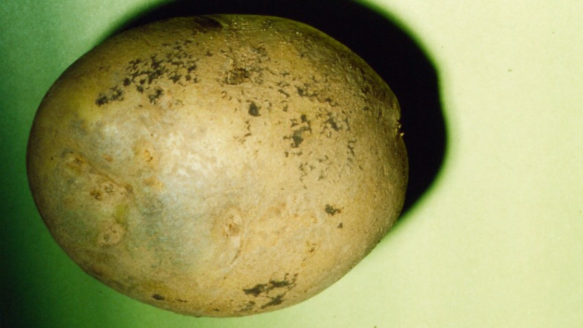 Rizoctonia - BASF Agricultural Solutions Italia