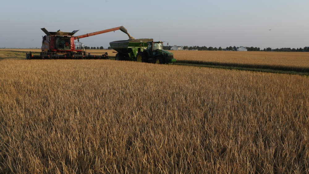 BASF Crop Protection Italia - Clearfield® OSR