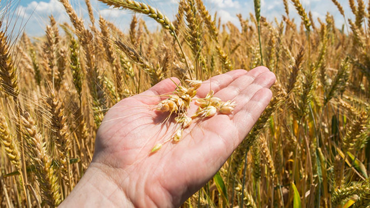 Sepiret® - BASF Agricultural Solutions Italia