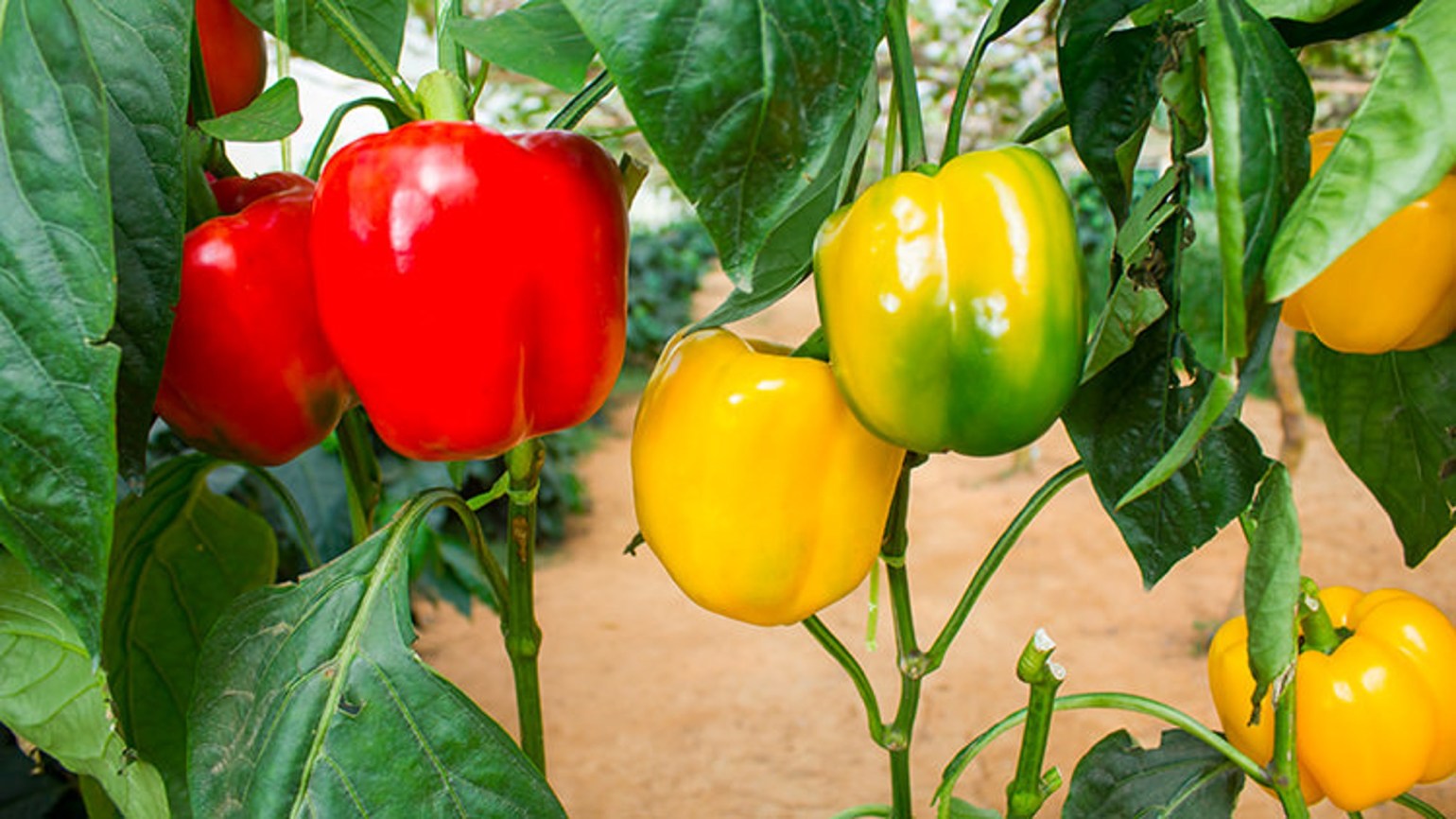 Peperone - BASF Agricultural Solutions Italia