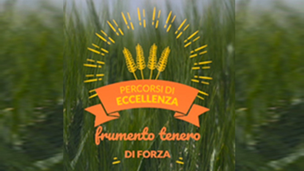 Frumento Tenero Panificabile