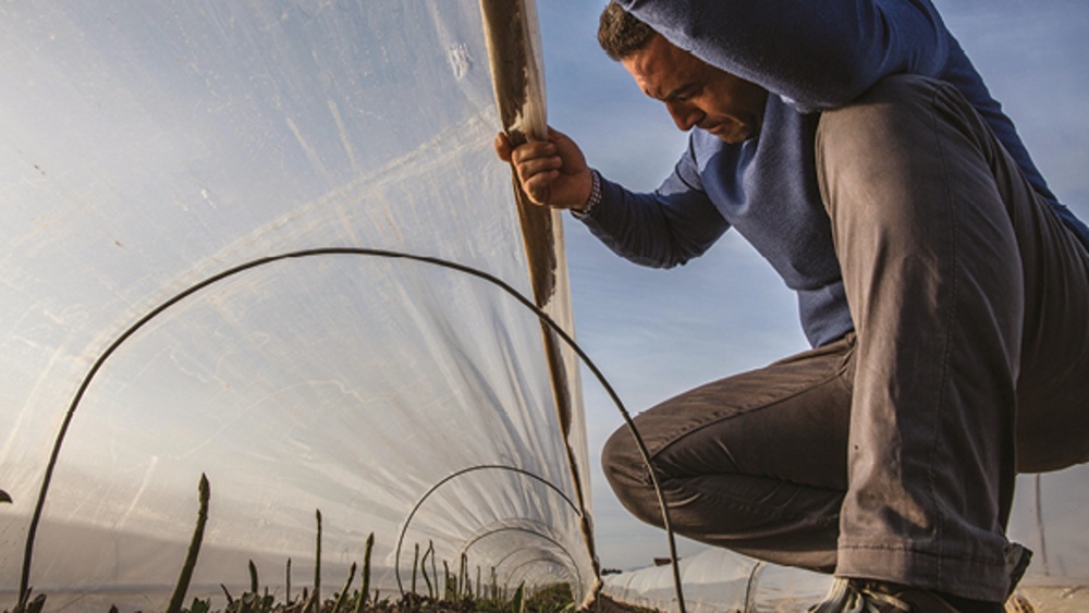 L’asparago verde di Capitanata