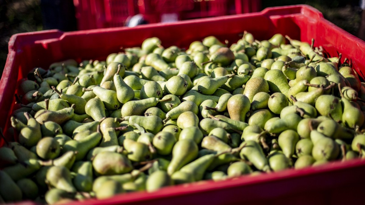 La Pera Abate Fettel