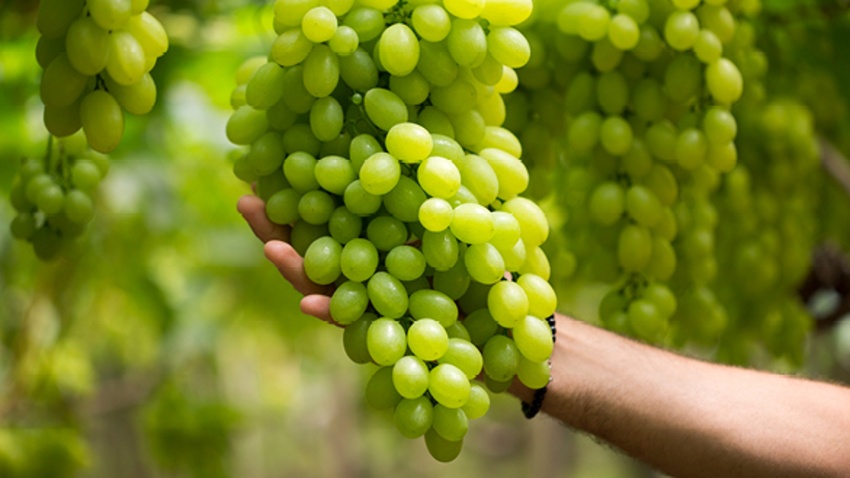 Nealta® - BASF Agricultural Solutions Italia