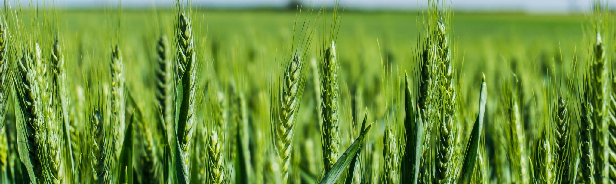 COMET® 250 EC & CARAMBA®