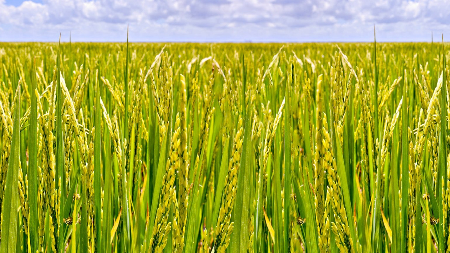 BASF Crop Protection Italia - Clearfield® OSR