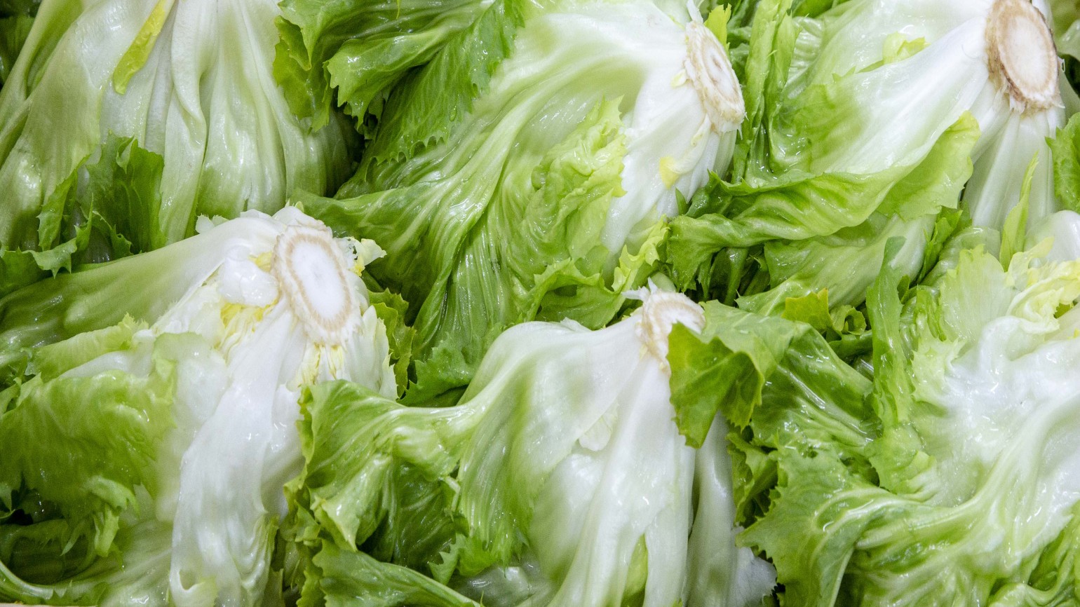 La scarola invernale