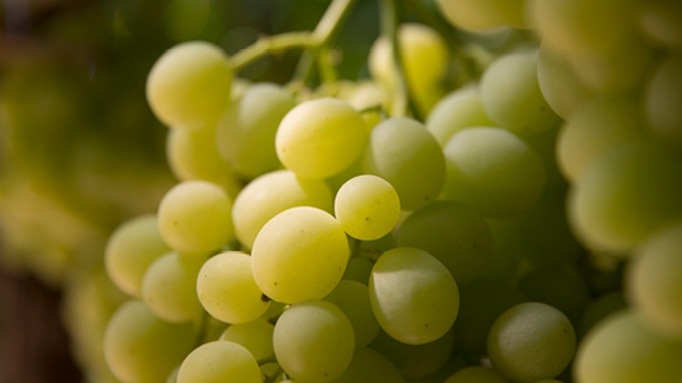 L'Uva da Tavola Pugliese