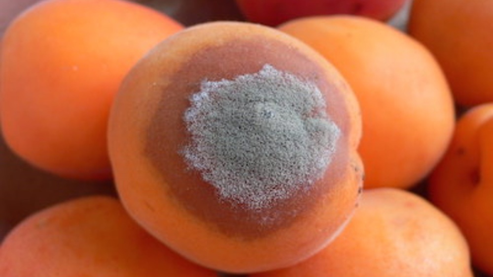 Monilia delle Drupacee - BASF Agricultural Solutions Italia