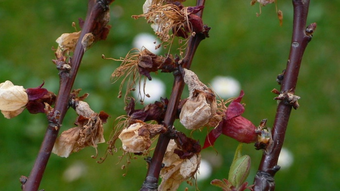 Monilia delle Drupacee - BASF Agricultural Solutions Italia