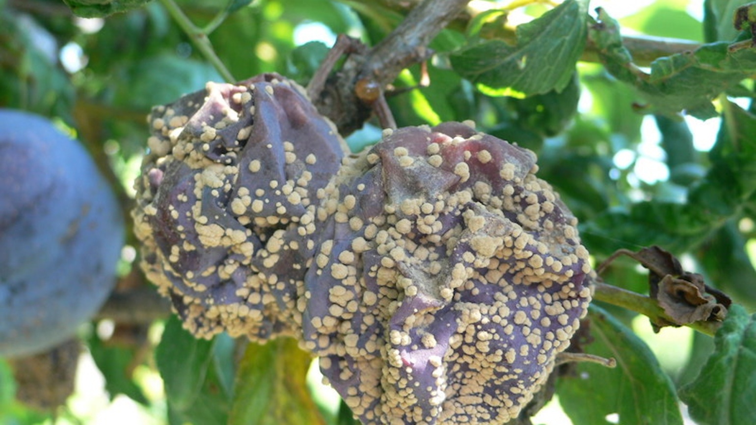 Monilia delle Drupacee - BASF Agricultural Solutions Italia