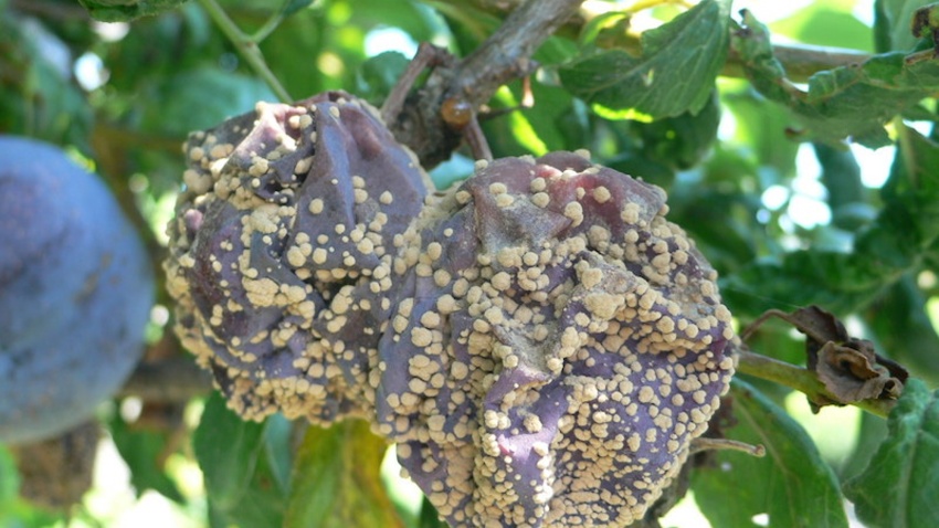 Monilia delle Drupacee - BASF Agricultural Solutions Italia