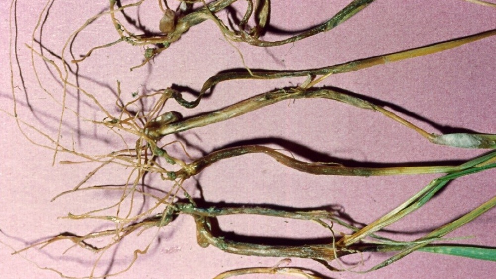 Mal del Piede del Frumento - BASF Agricultural Solutions Italia