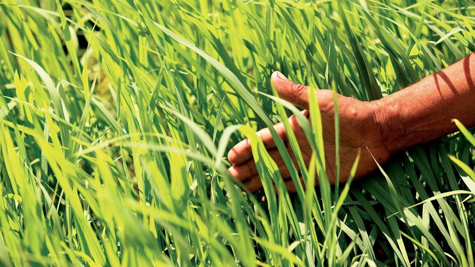 Culmo e fusto - BASF Agricultural Solutions Italia