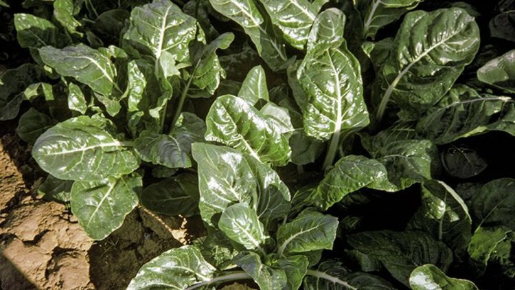 Bietola rossa - BASF Agricultural Solutions Italia