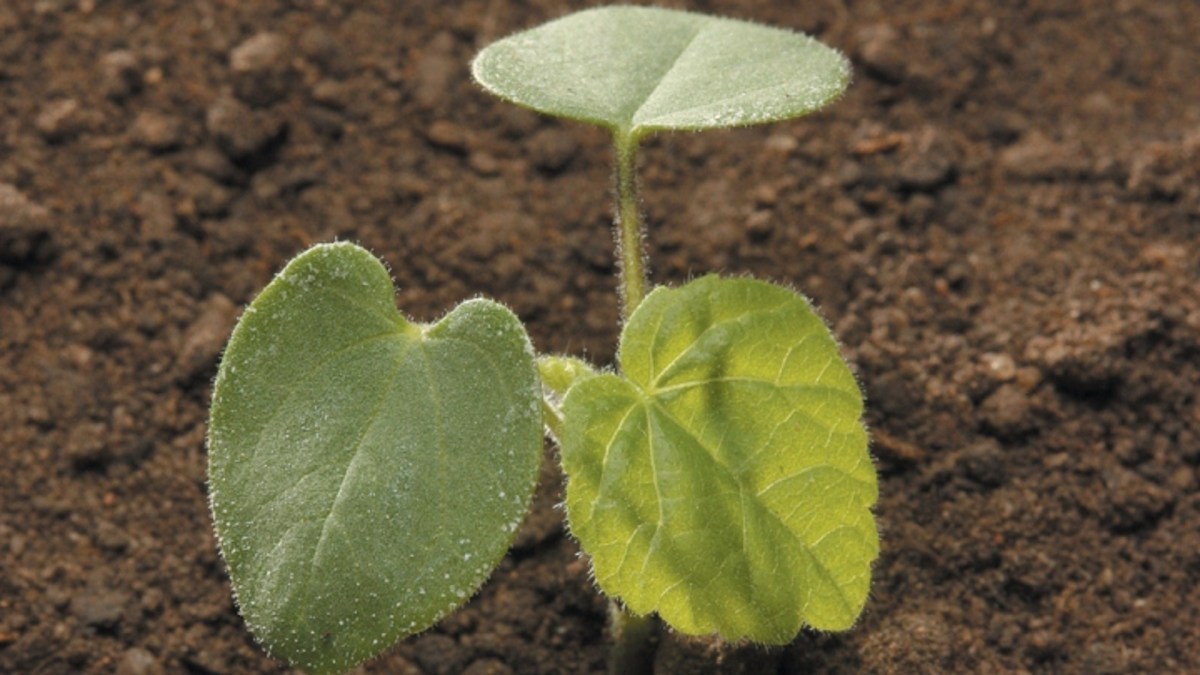 Cencio molle - BASF Agricultural Solutions Italia