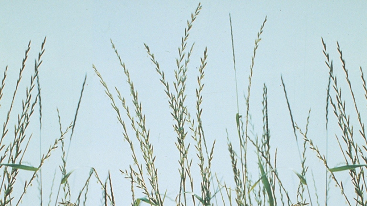 Agropiro comune (Agropyron repens) - BASF Agricultural Solutions Italia
