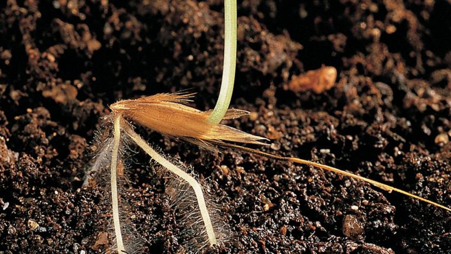 Avena Selvatica - BASF Agricultural Solutions Italia