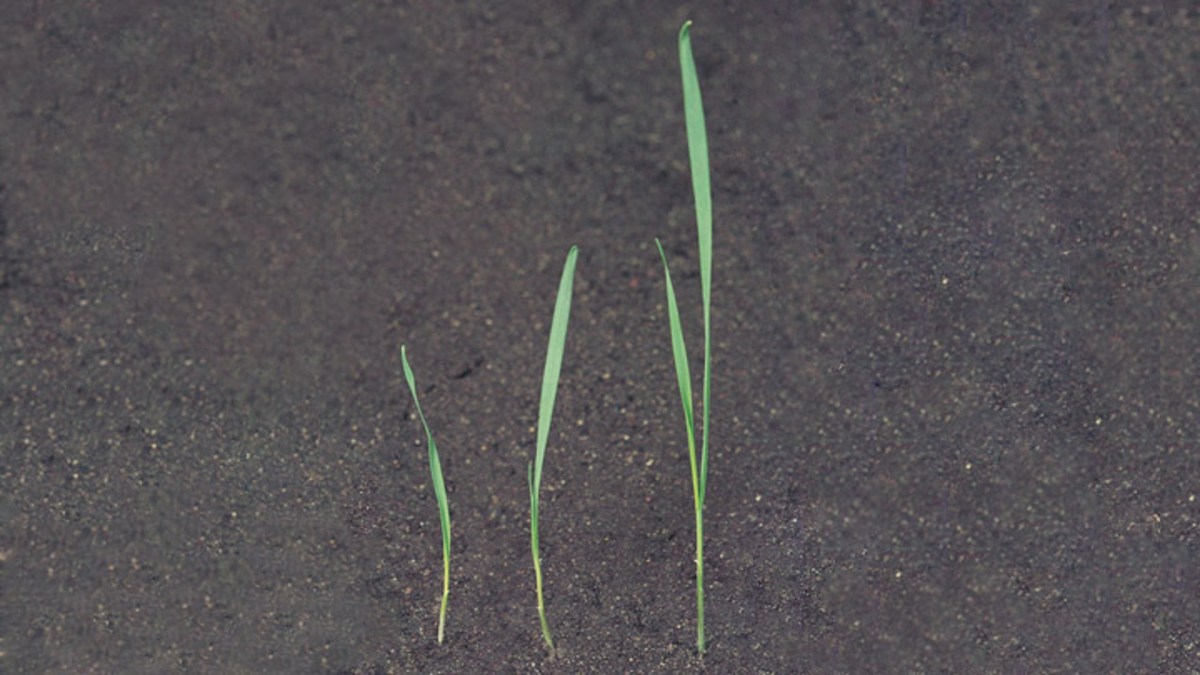 Avena Selvatica - BASF Agricultural Solutions Italia