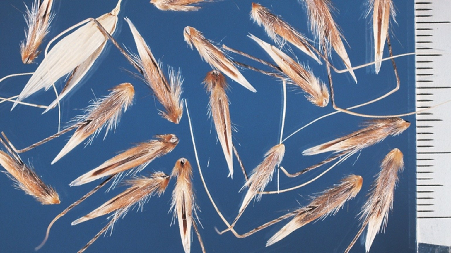 Avena Selvatica - BASF Agricultural Solutions Italia