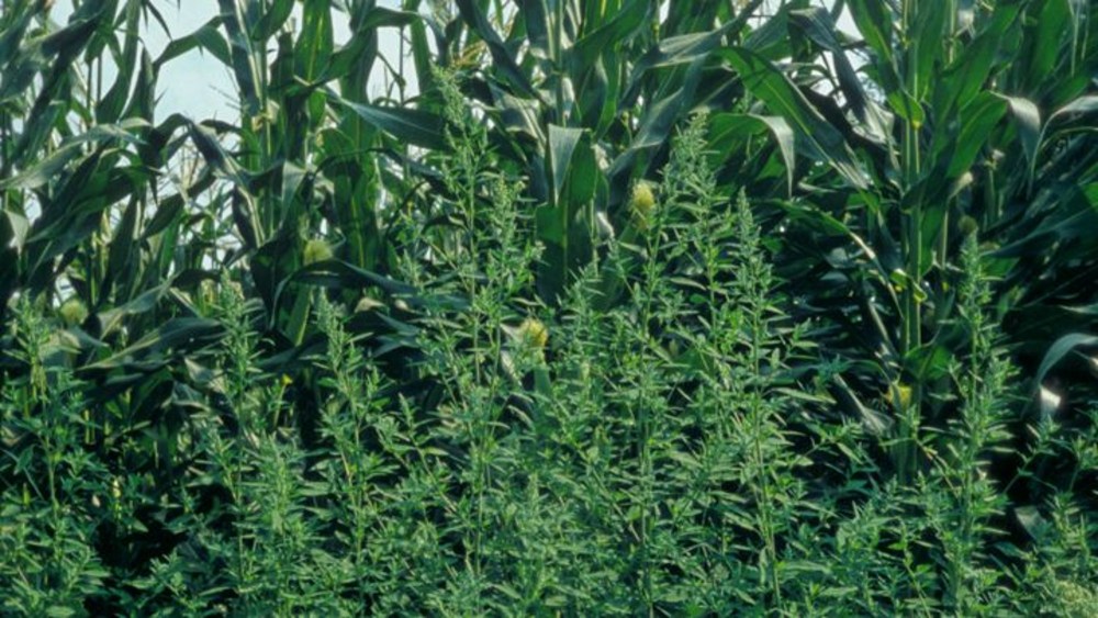 Farinello comune - BASF Agricultural Solutions Italia