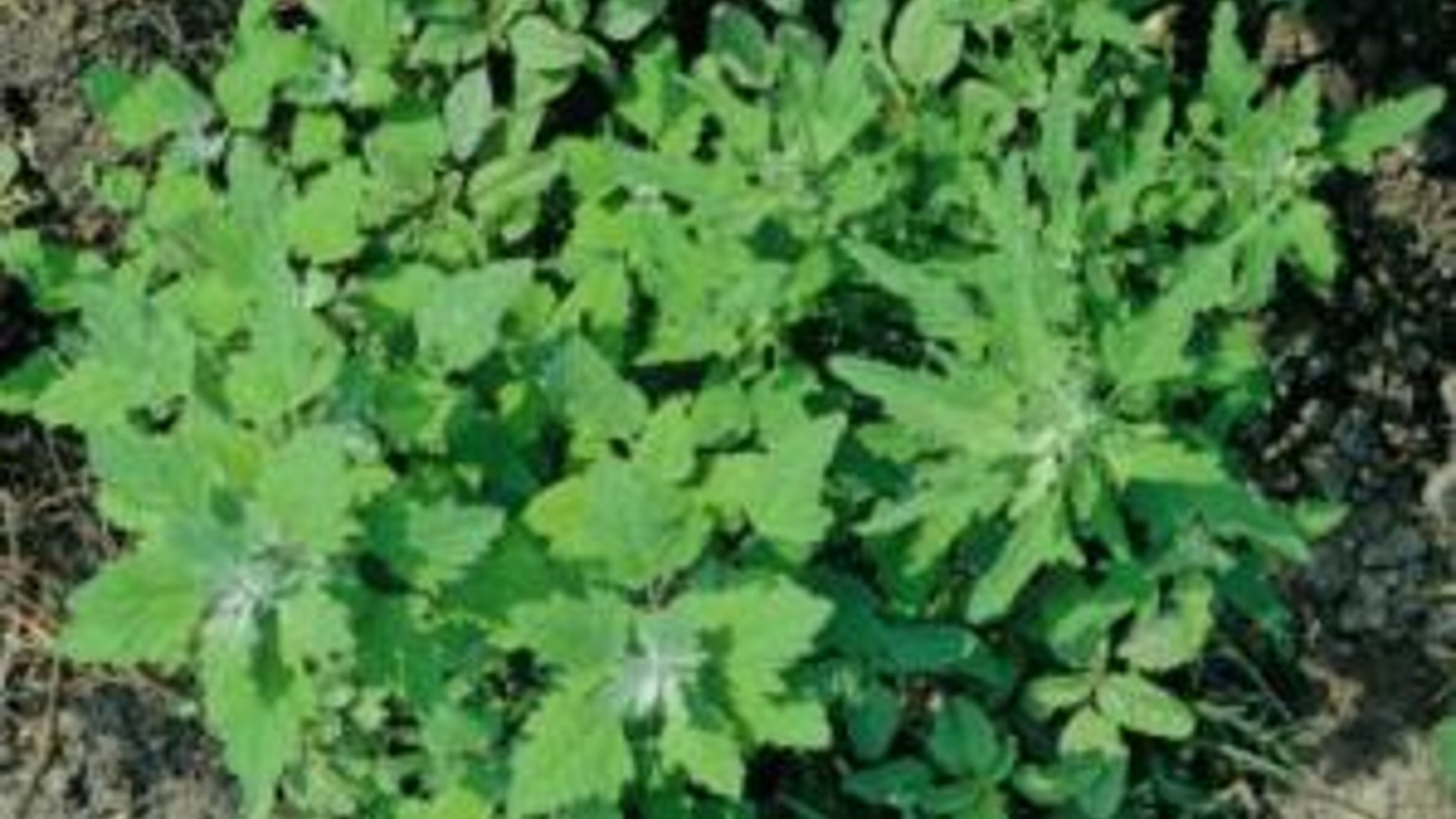 Farinello - BASF Agricultural Solutions Italia