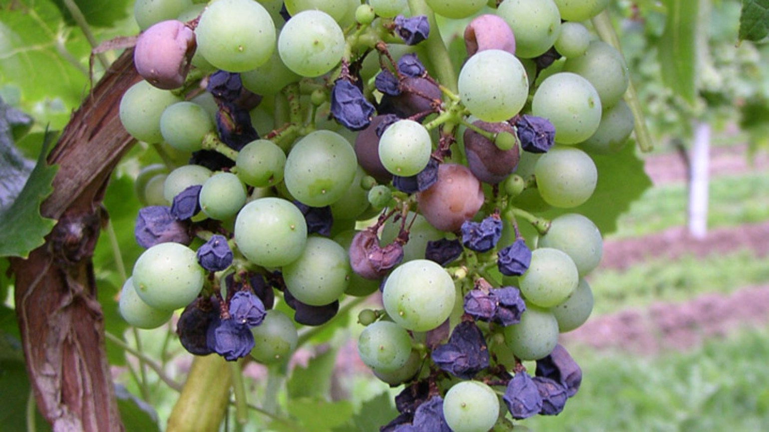 Black Rot (Guignardia bidwellii) - BASF Agricultural Solutions Italia