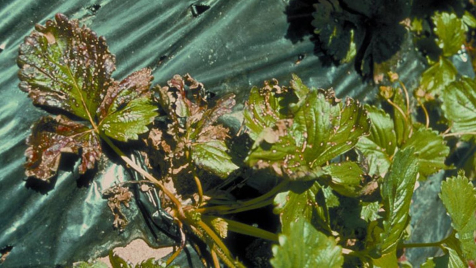 Vaiolatura (Mycosphaerella Fragariae) - BASF Agricultural Solutions Italia