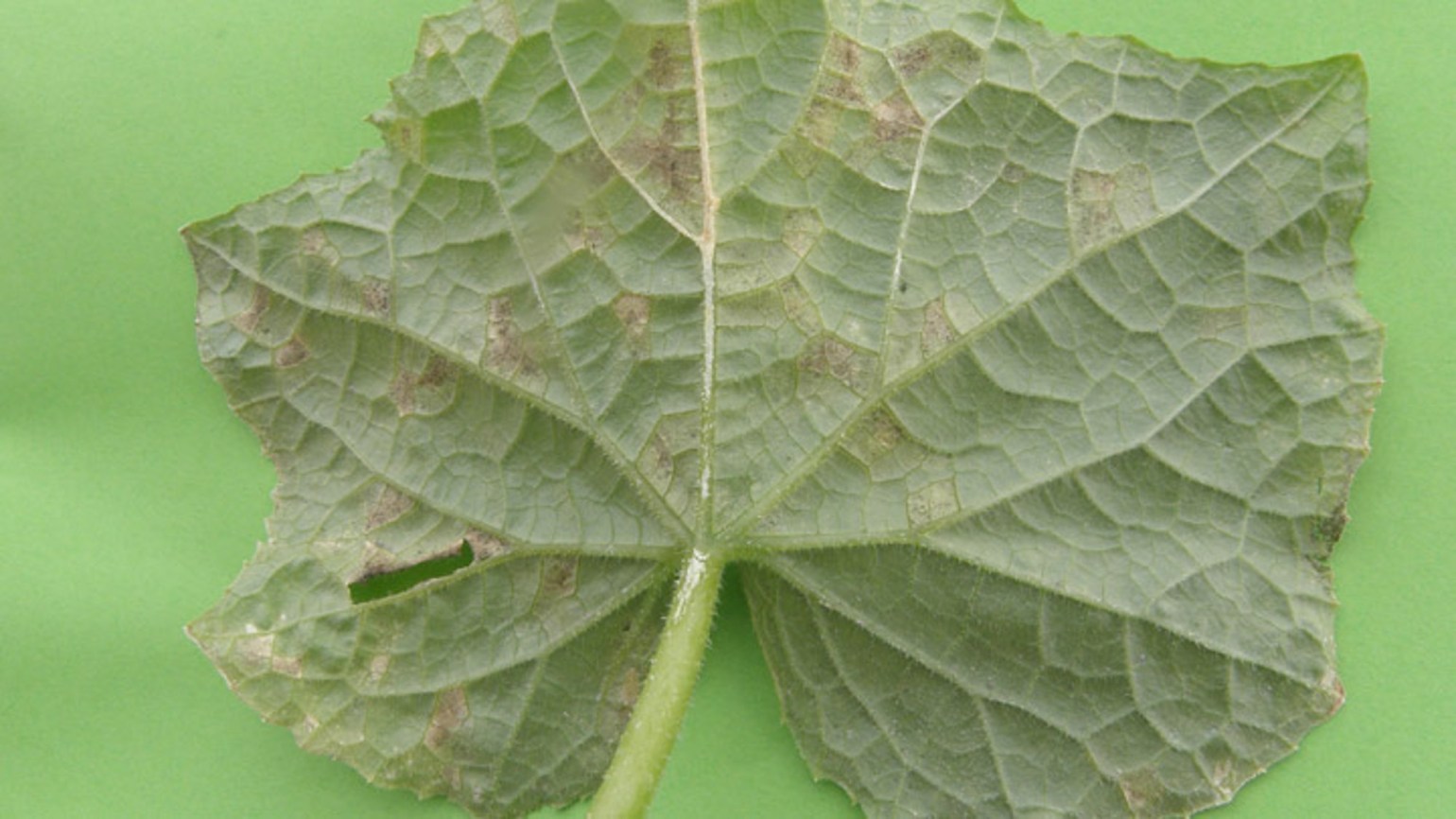 Peronospora delle cucurbitacee - BASF Agricultural Solutions Italia