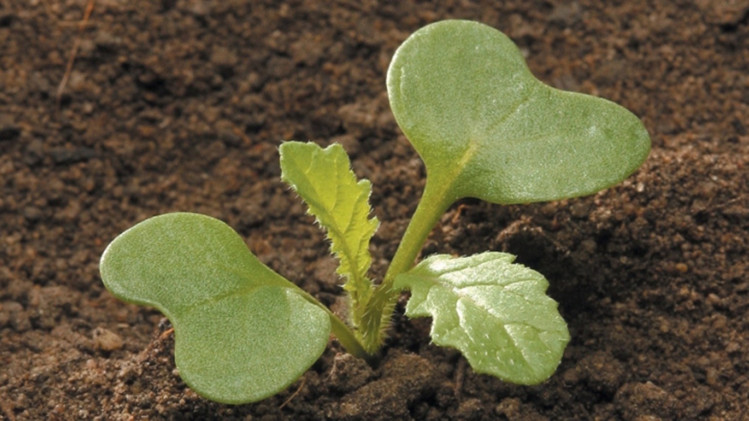 Senape selvatica - BASF Agricultural Solutions Italia