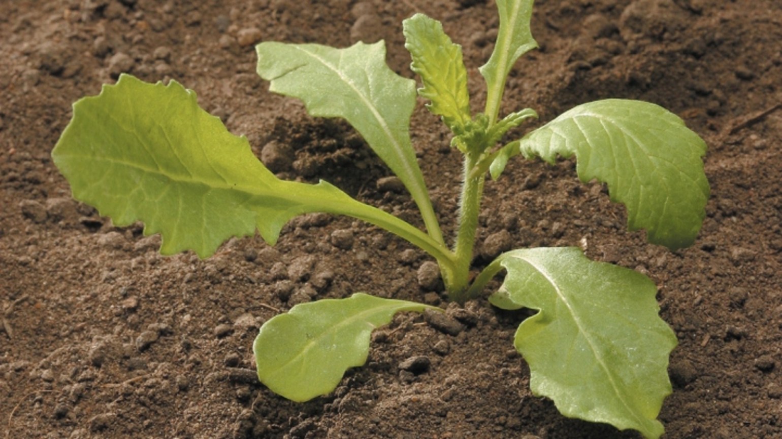 Senape selvatica - BASF Agricultural Solutions Italia