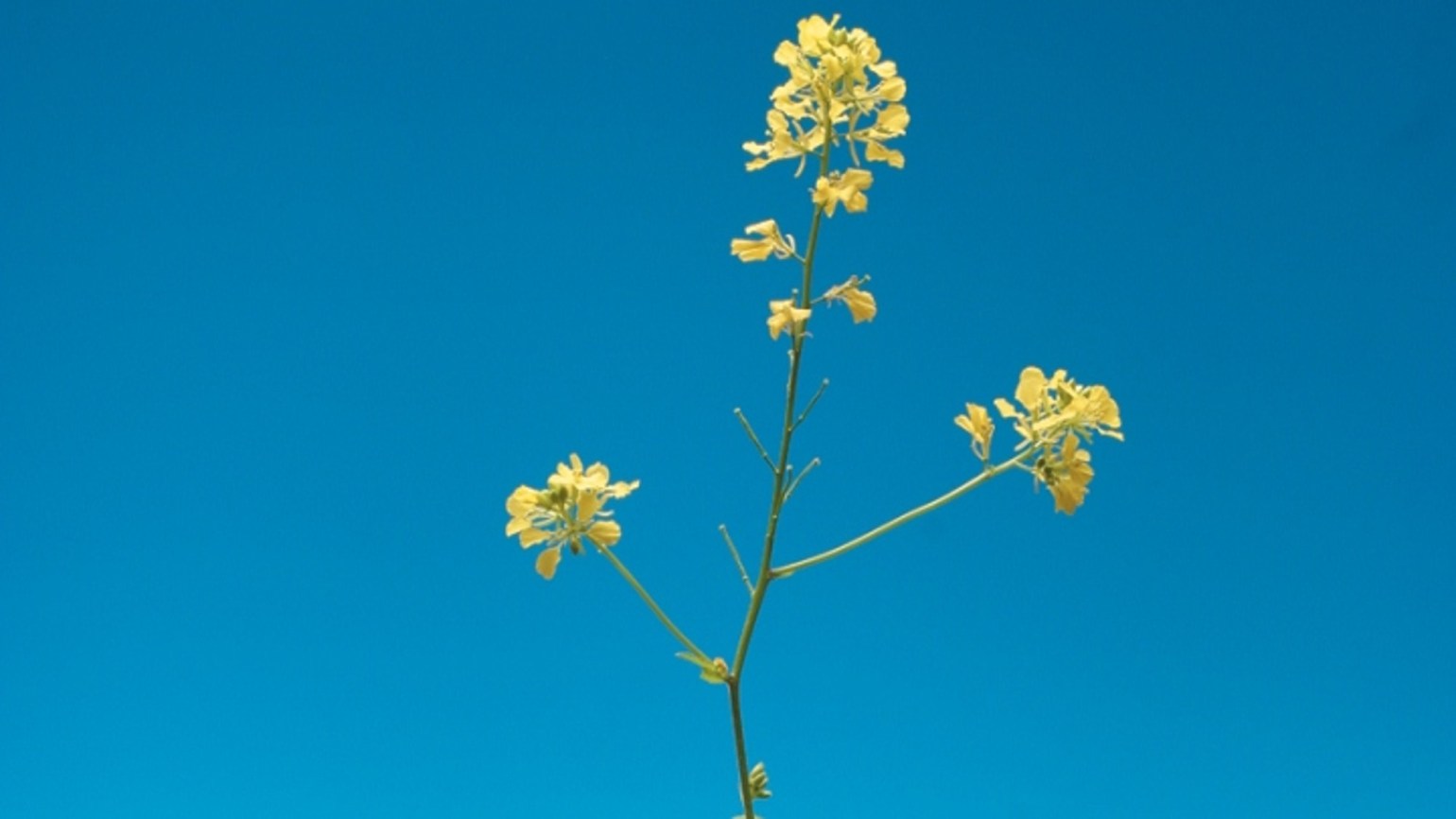 Senape selvatica - BASF Agricultural Solutions Italia