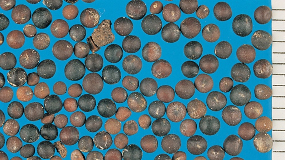 Senape selvatica - BASF Agricultural Solutions Italia